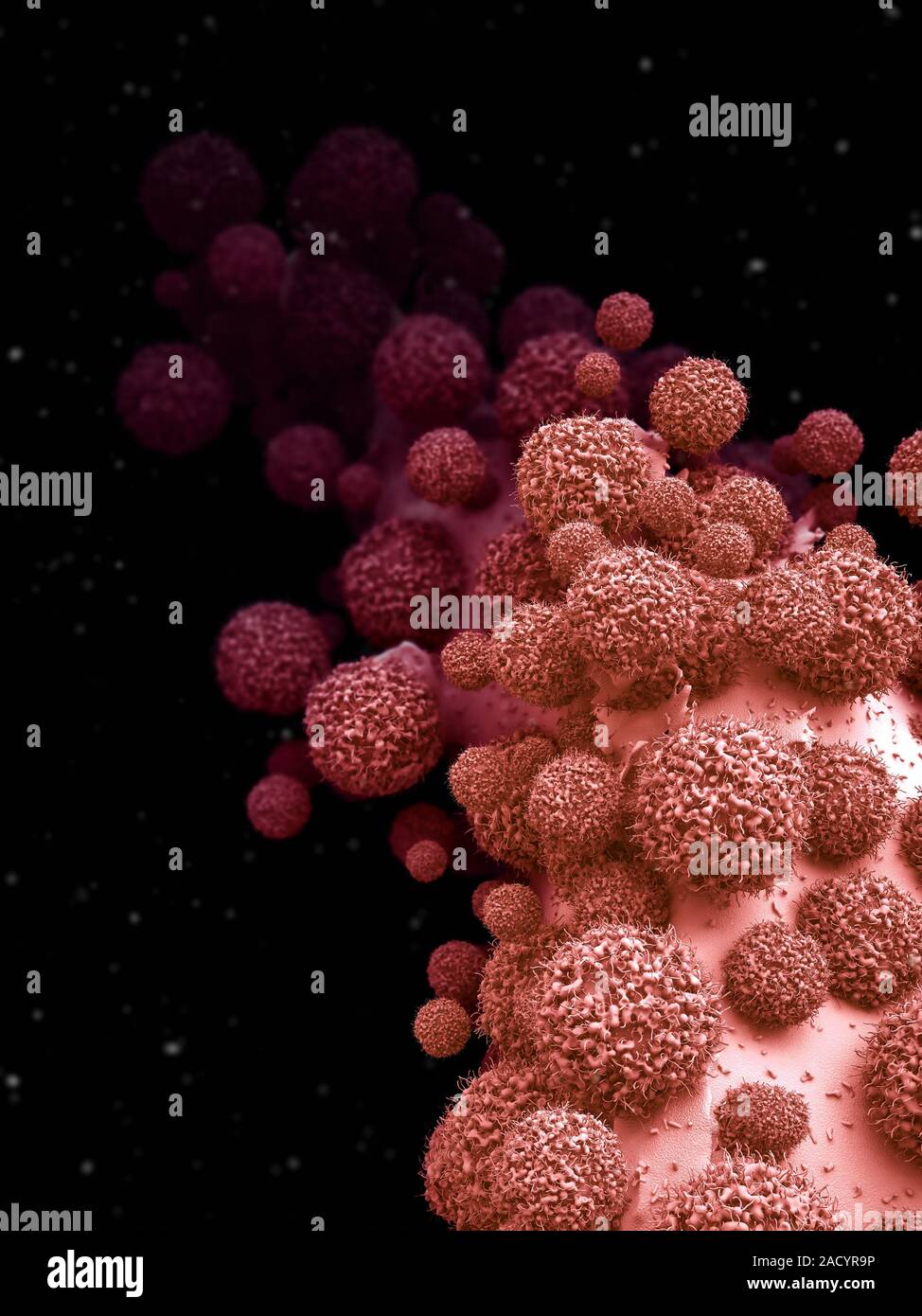 Cancer cells, illustration. Cancerous (malignant) cells divide rapidly ...