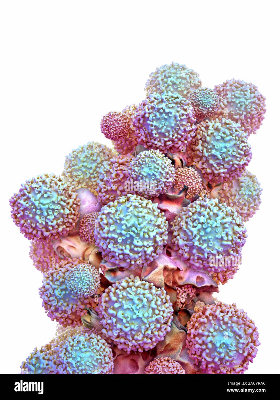 Cancer cells, illustration. Cancerous (malignant) cells divide rapidly ...