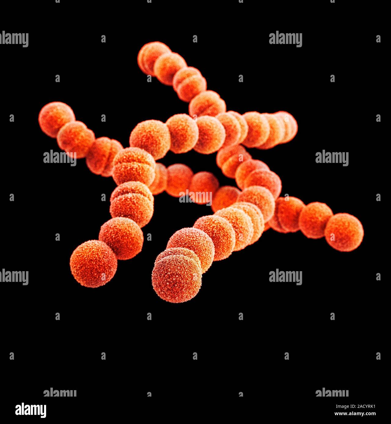 Streptococcus pyogenes bacteria. 3D computer illustration of ...