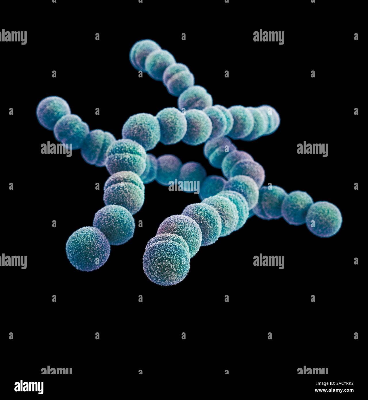 Streptococcus pyogenes bacteria. 3D computer illustration of ...