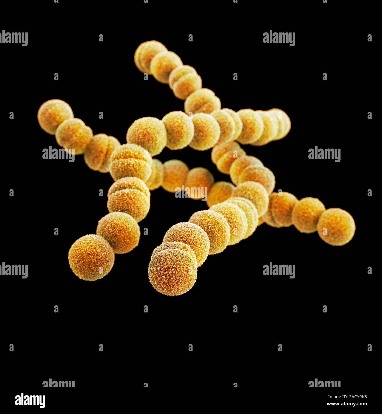 Streptococcus pyogenes bacteria. 3D computer illustration of ...