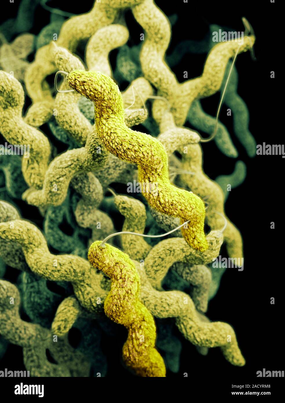 Drug-resistant Campylobacter bacteria. 3D computer illustration of a ...