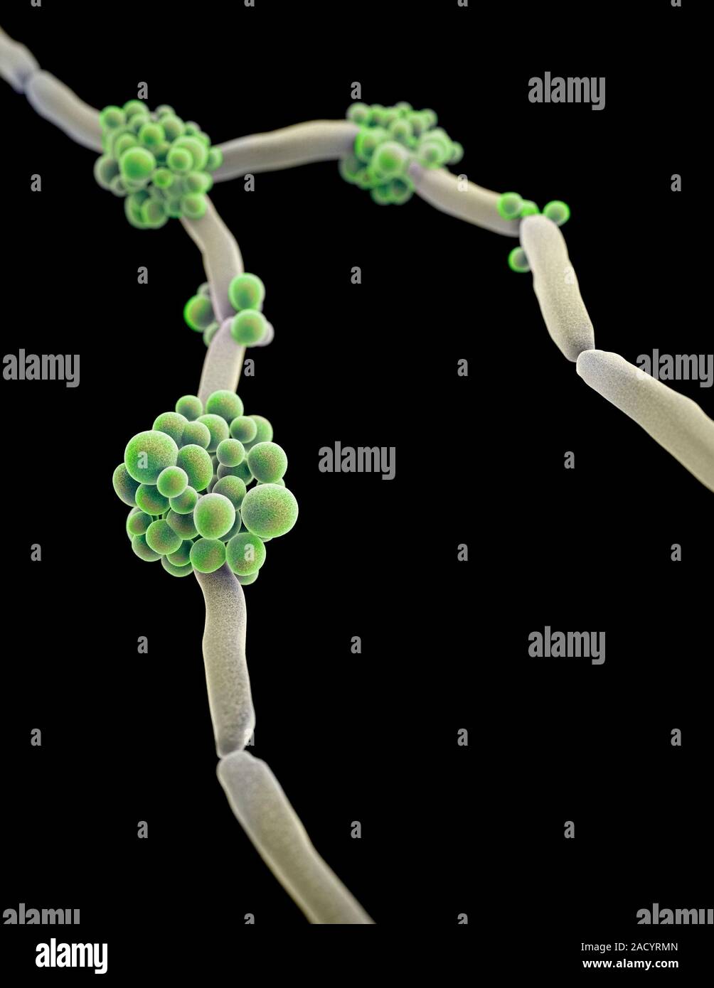Drug-resistant Candida fungus. 3D computer illustration of fluconazole ...