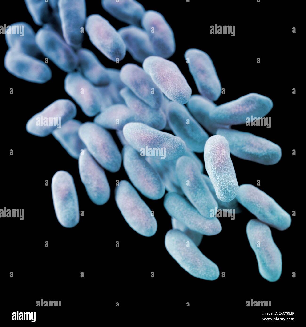 Drug-resistant Campylobacter bacteria. 3D computer illustration of a ...