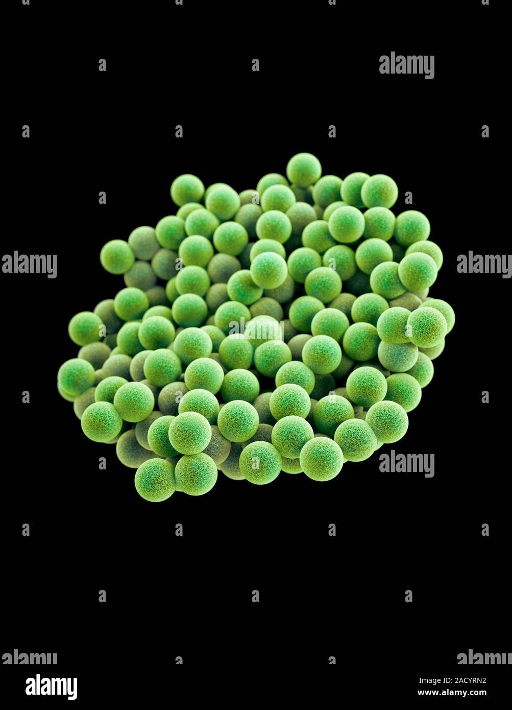Mrsa Bacteria 3d Computer Illustration Of A Group Of Methicillin Resistant Staphylococcus