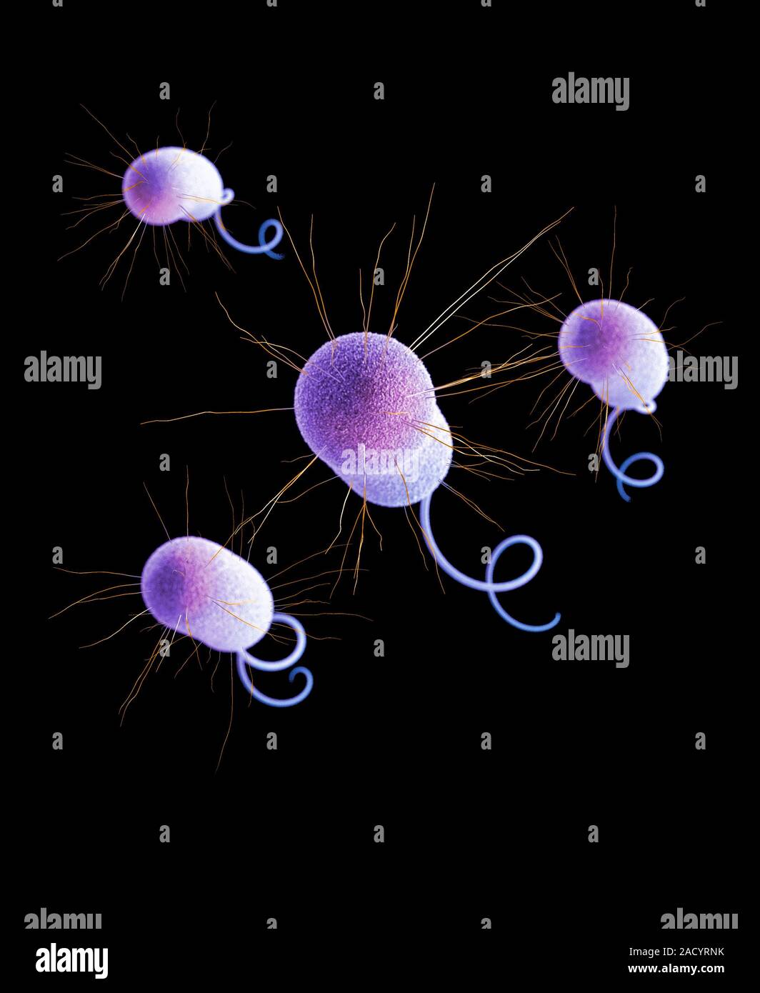 Drug-resistant Pseudomonas bacteria. 3D computer illustration of four ...