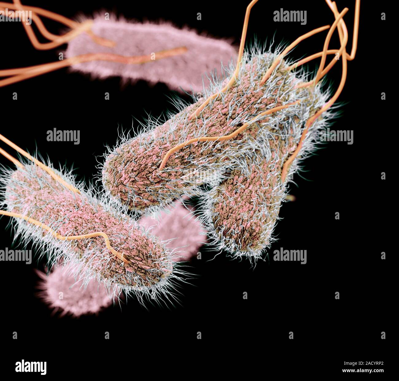 Drug-resistant Salmonella bacteria. 3D computer illustration of drug ...
