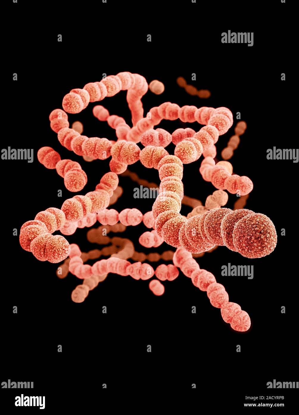 Drug-resistant Streptococcus bacteria. 3D computer illustration of a ...