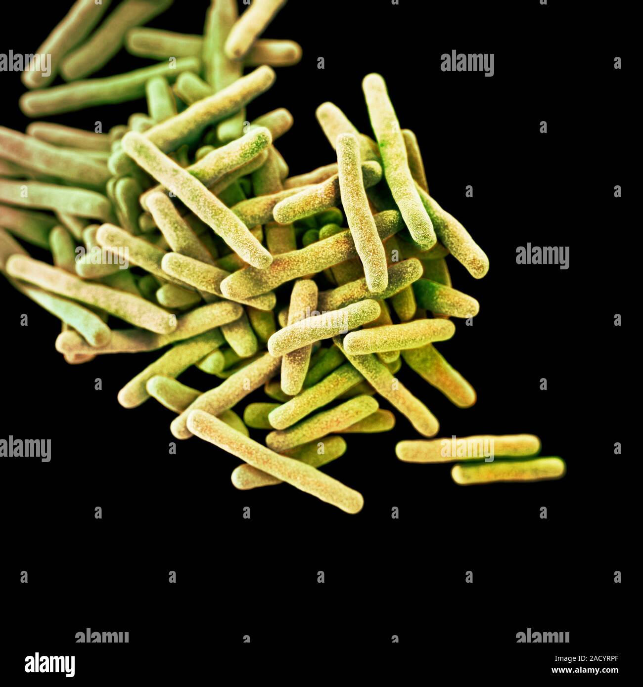 Drug-resistant tuberculosis bacteria. 3D computer illustration of a ...