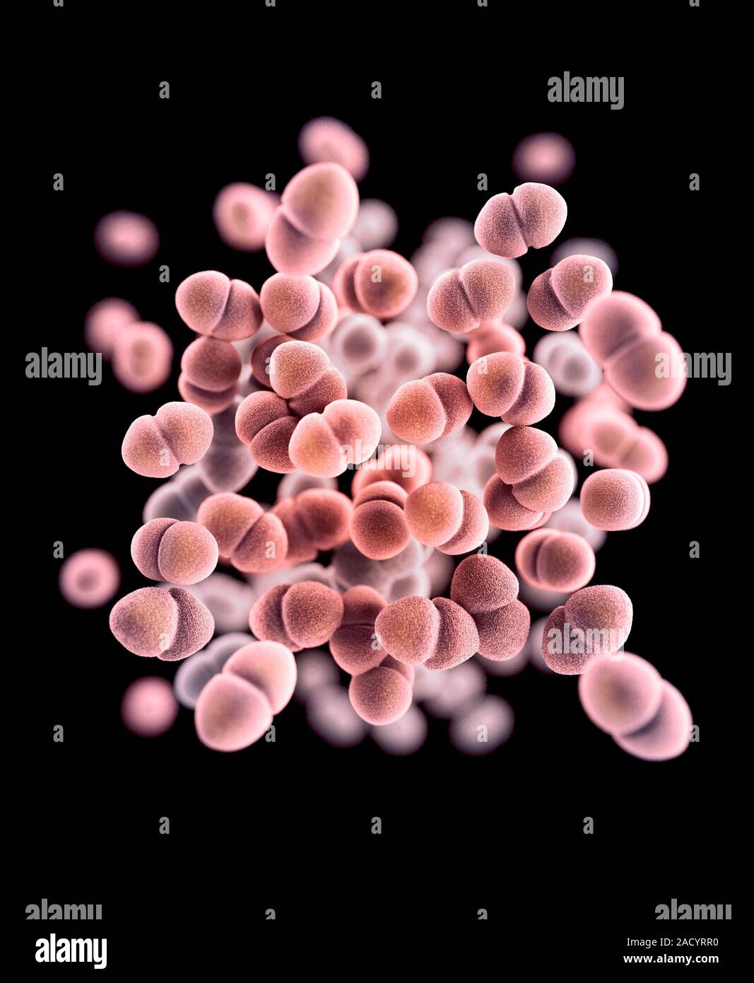 Drug-resistant Enterococcus bacteria. 3D computer illustration of a ...