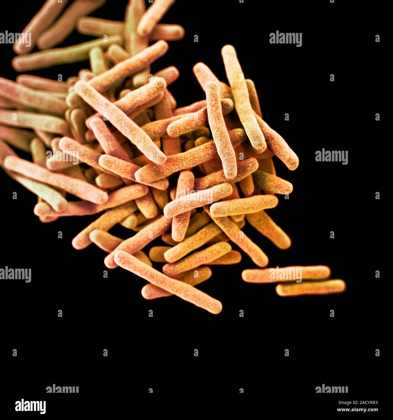 Drug-resistant tuberculosis bacteria. 3D computer illustration of a ...