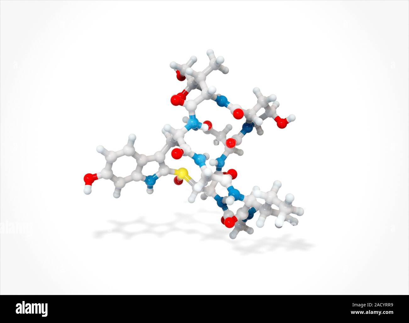 Alpha-amanitin toxin molecule. Computer model showing the structure of ...