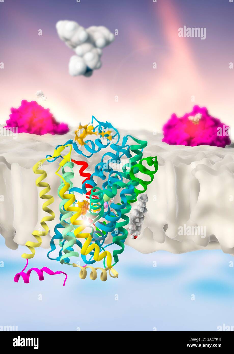 Dopamine transporter inhibition. Computer illustration showing a ...