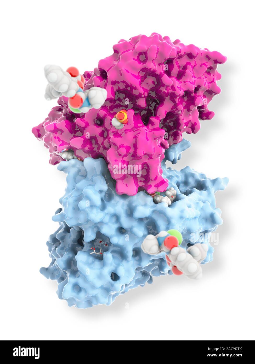 Glycogen phosphorylase molecule. Computer model showing the structure ...