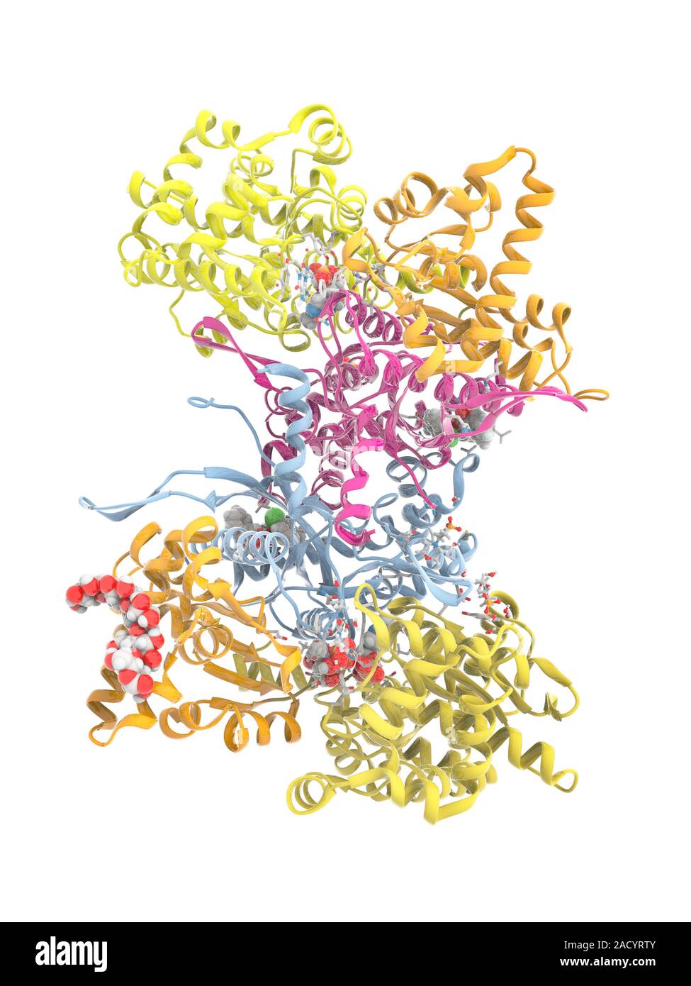 Glycogen phosphorylase molecule. Computer model showing the structure ...