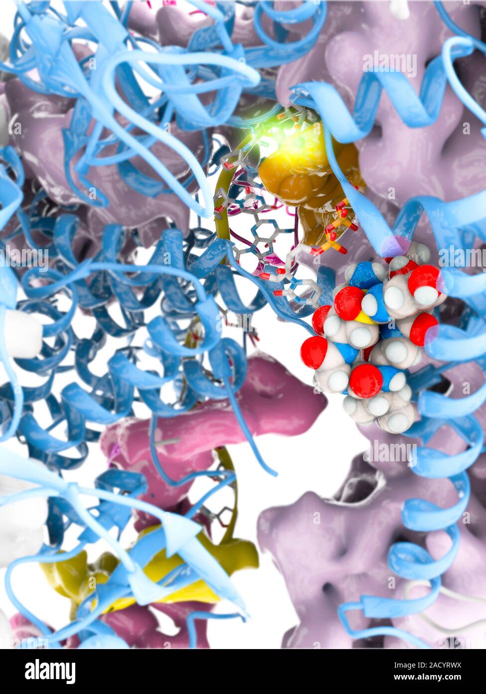 Alpha-amanitin toxin and RNA polymerase. Computer model showing a ...