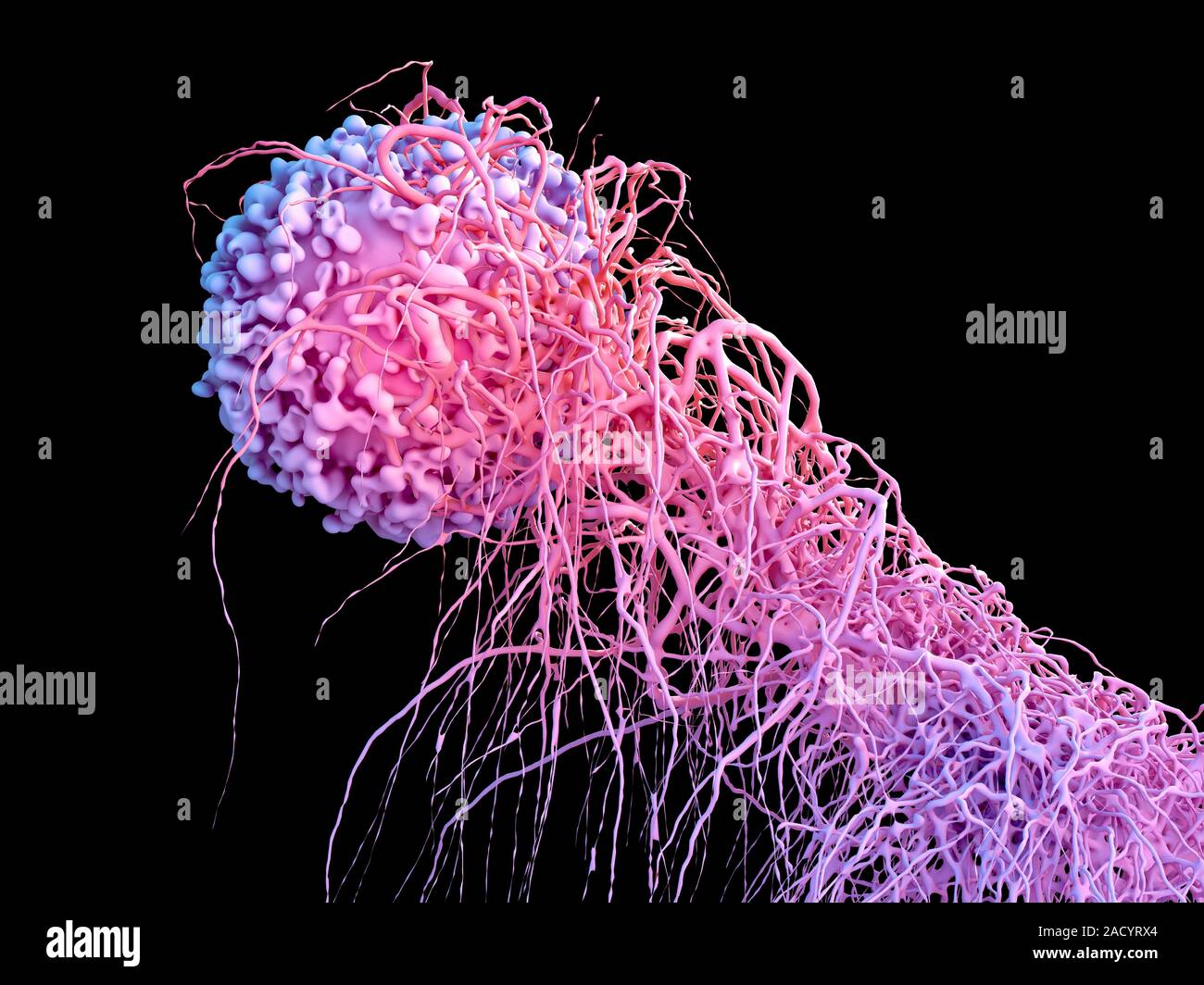 Cancer cell, illustration. Cancerous (malignant) cells divide rapidly ...
