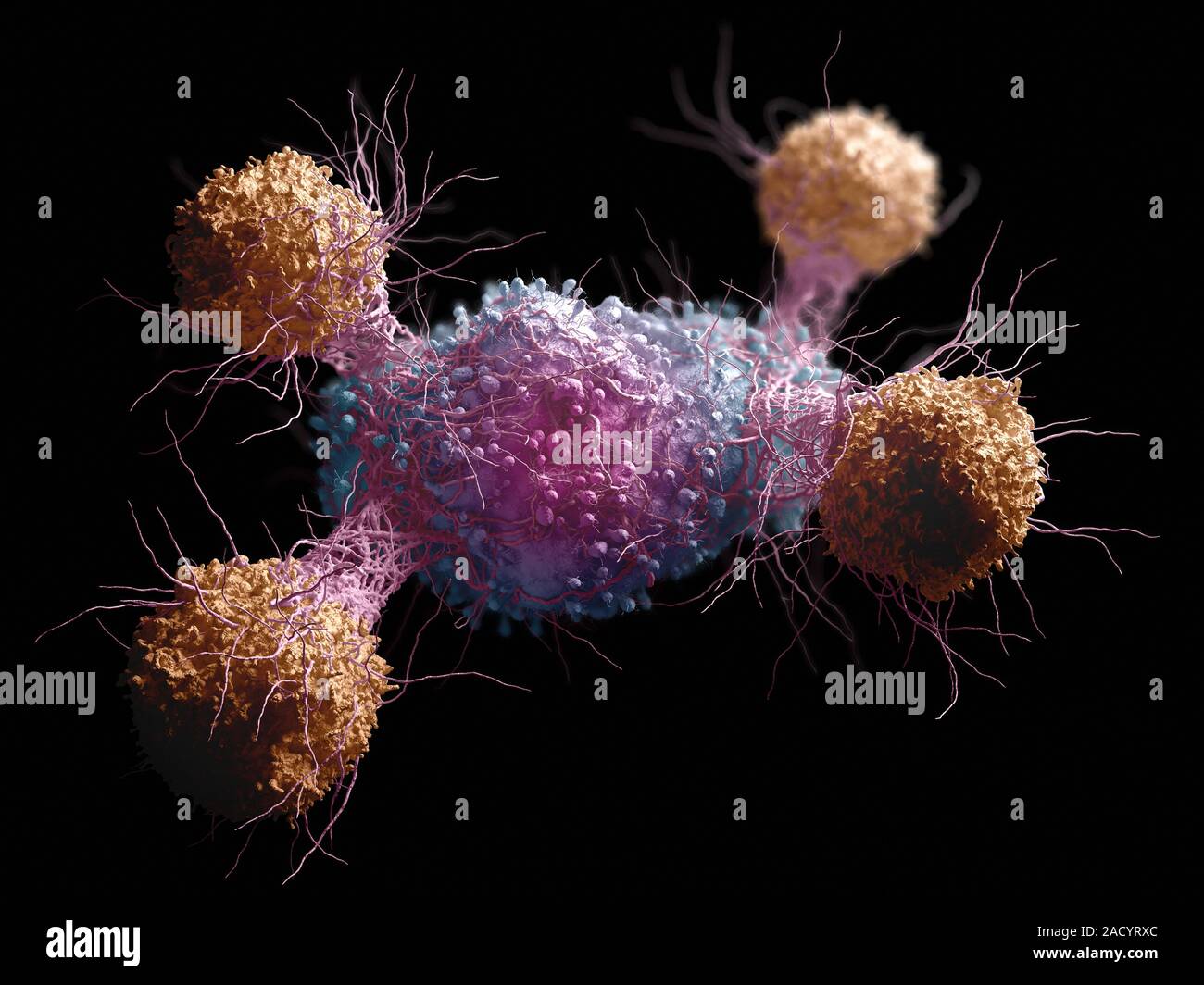 Immune response to cancer. Computer illustration of white blood cells ...