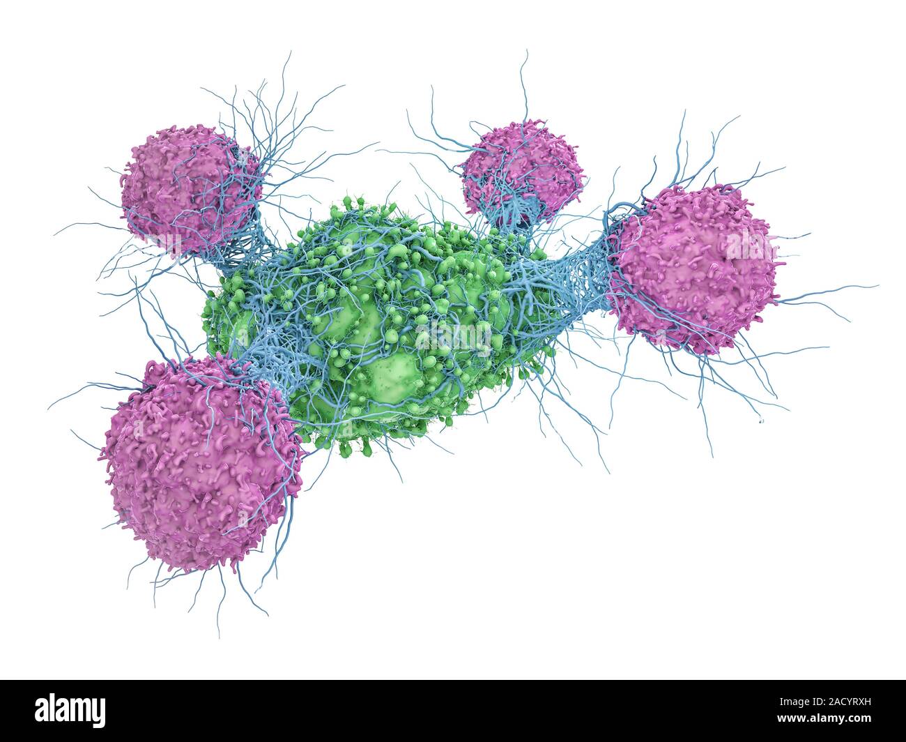 Immune response to cancer. Computer illustration of white blood cells ...