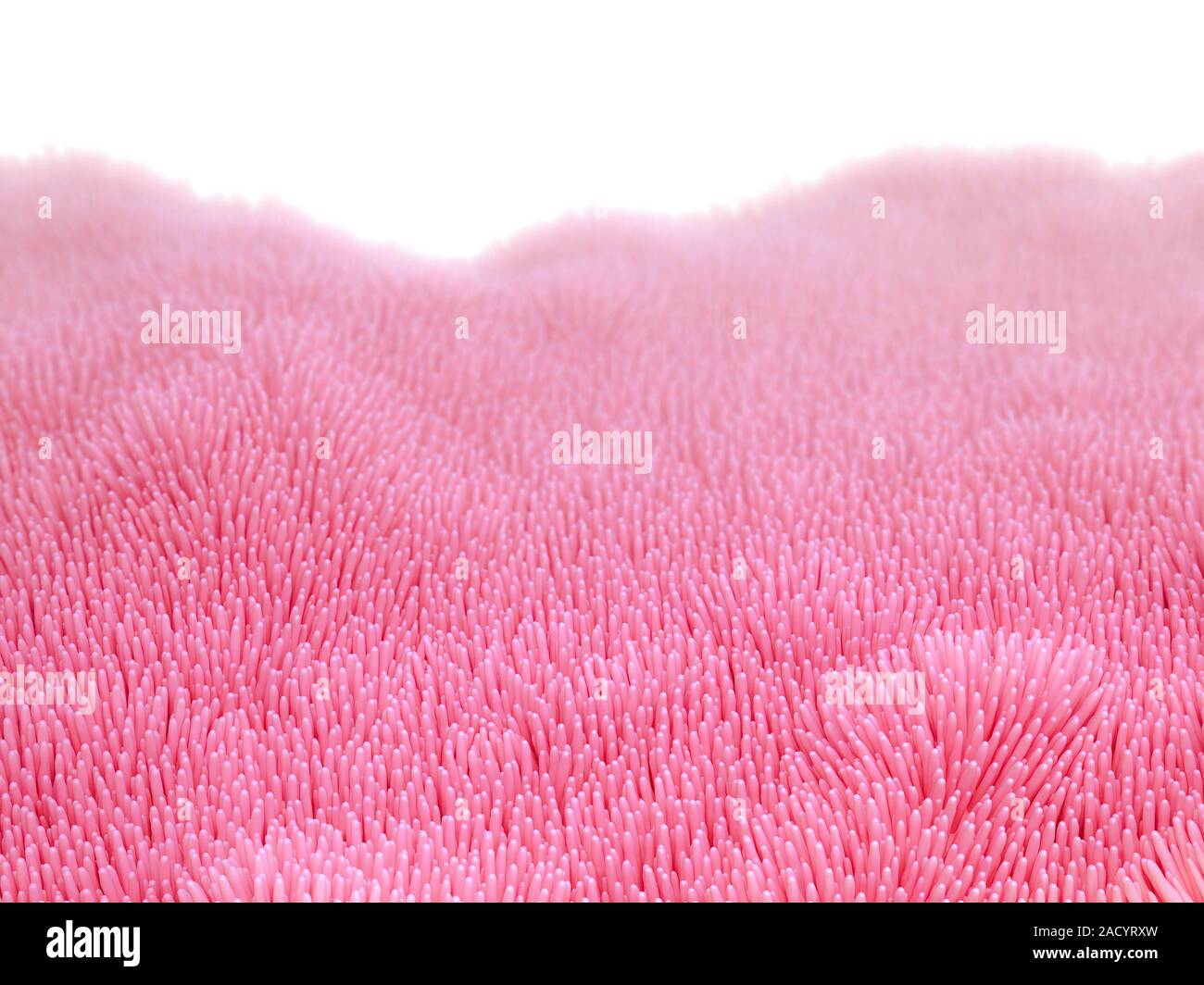 Intestinal villi, illustration. These finger-like projections greatly ...