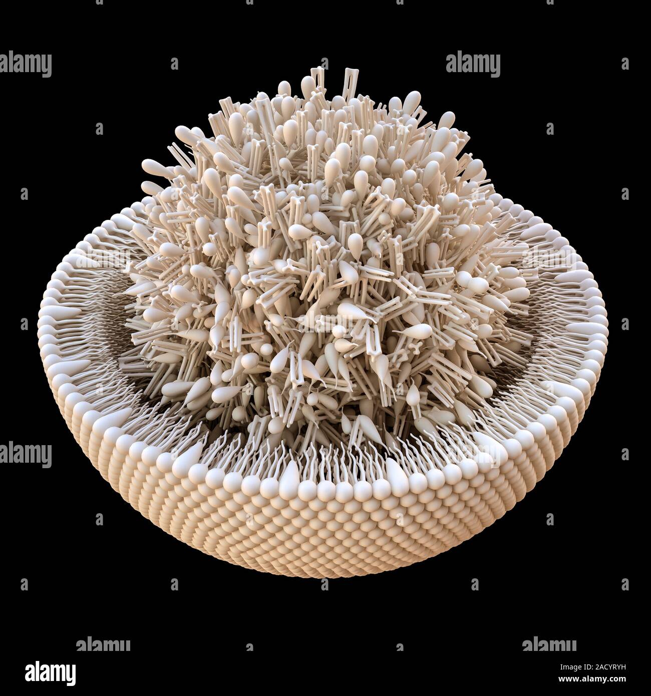 Illustration of a lipoprotein, or cholesterol, molecule. It consists of ...