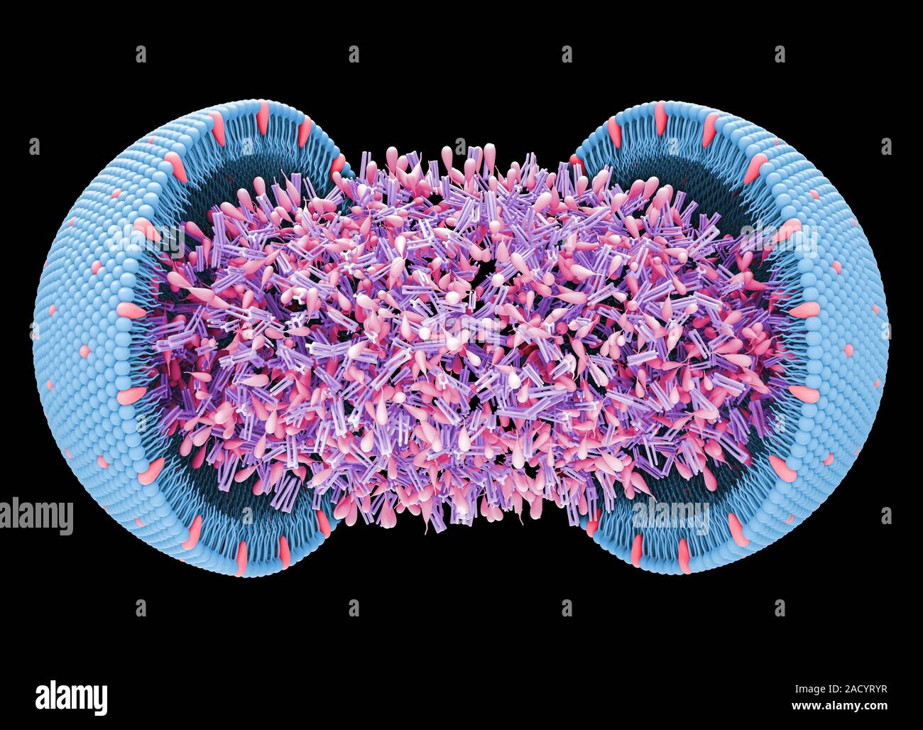 Illustration of a lipoprotein, or cholesterol, molecule. It consists of ...