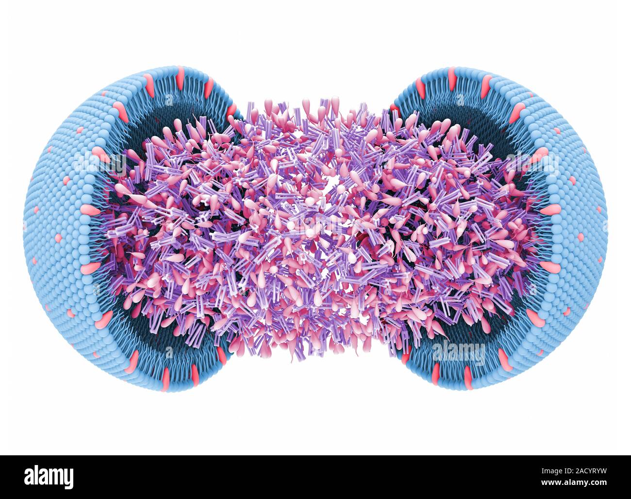 Illustration of a lipoprotein, or cholesterol, molecule. It consists of ...