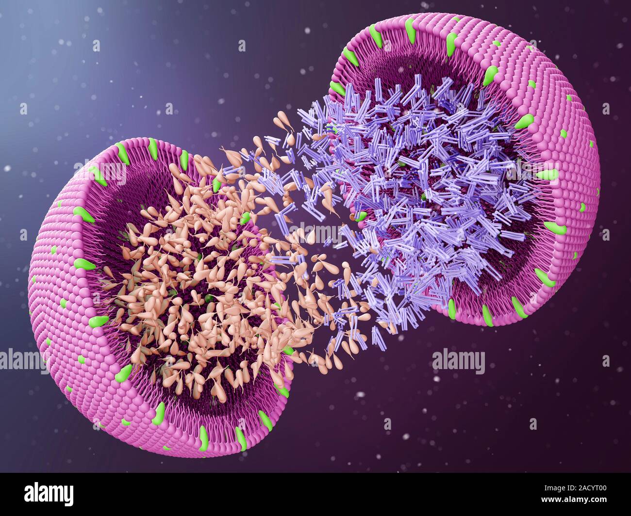 Illustration of a lipoprotein, or cholesterol, molecule. It consists of ...