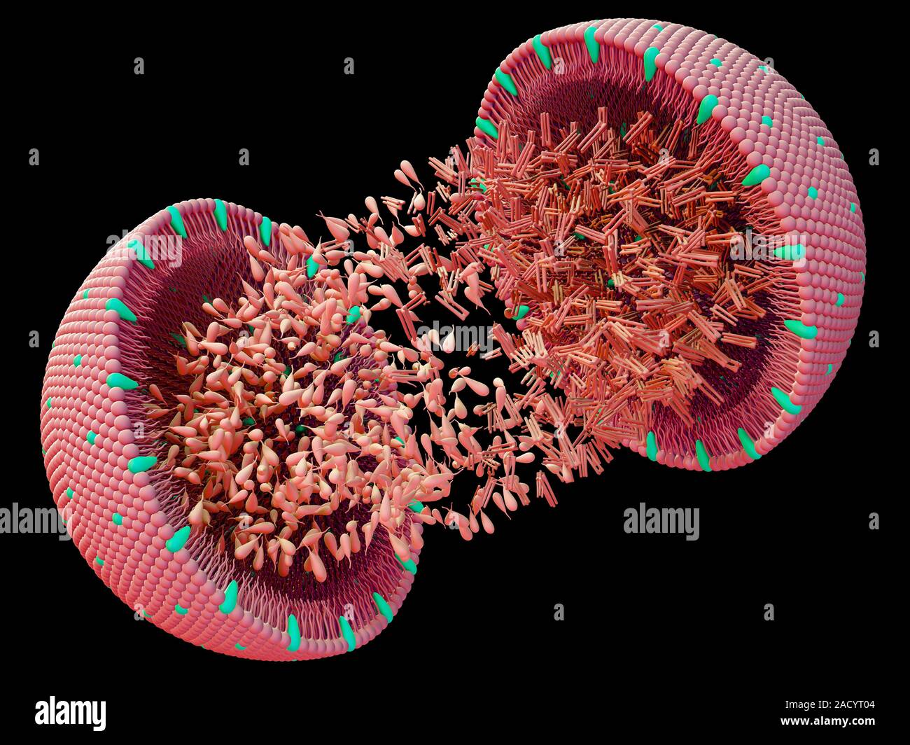 Illustration of a lipoprotein, or cholesterol, molecule. It consists of ...