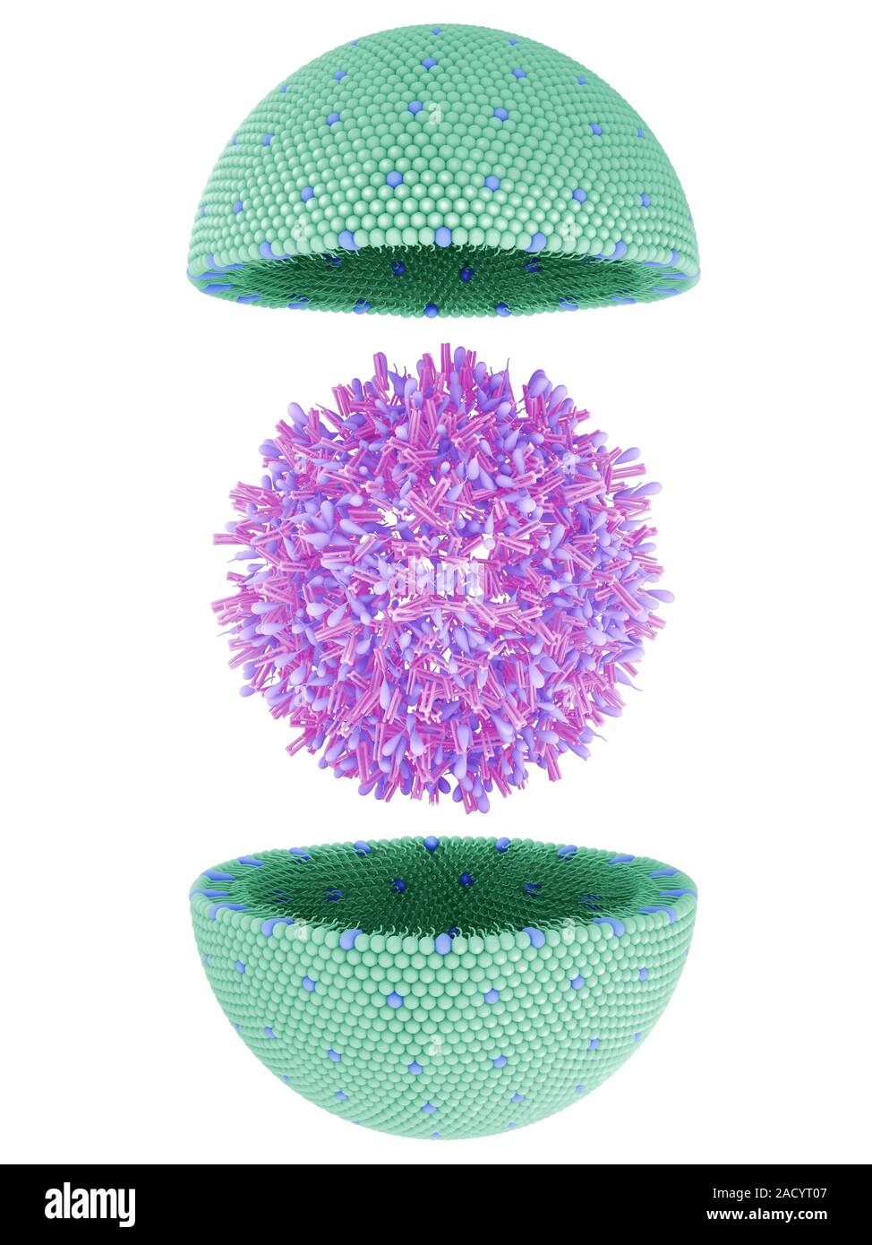 Illustration of a lipoprotein, or cholesterol, molecule. It consists of ...