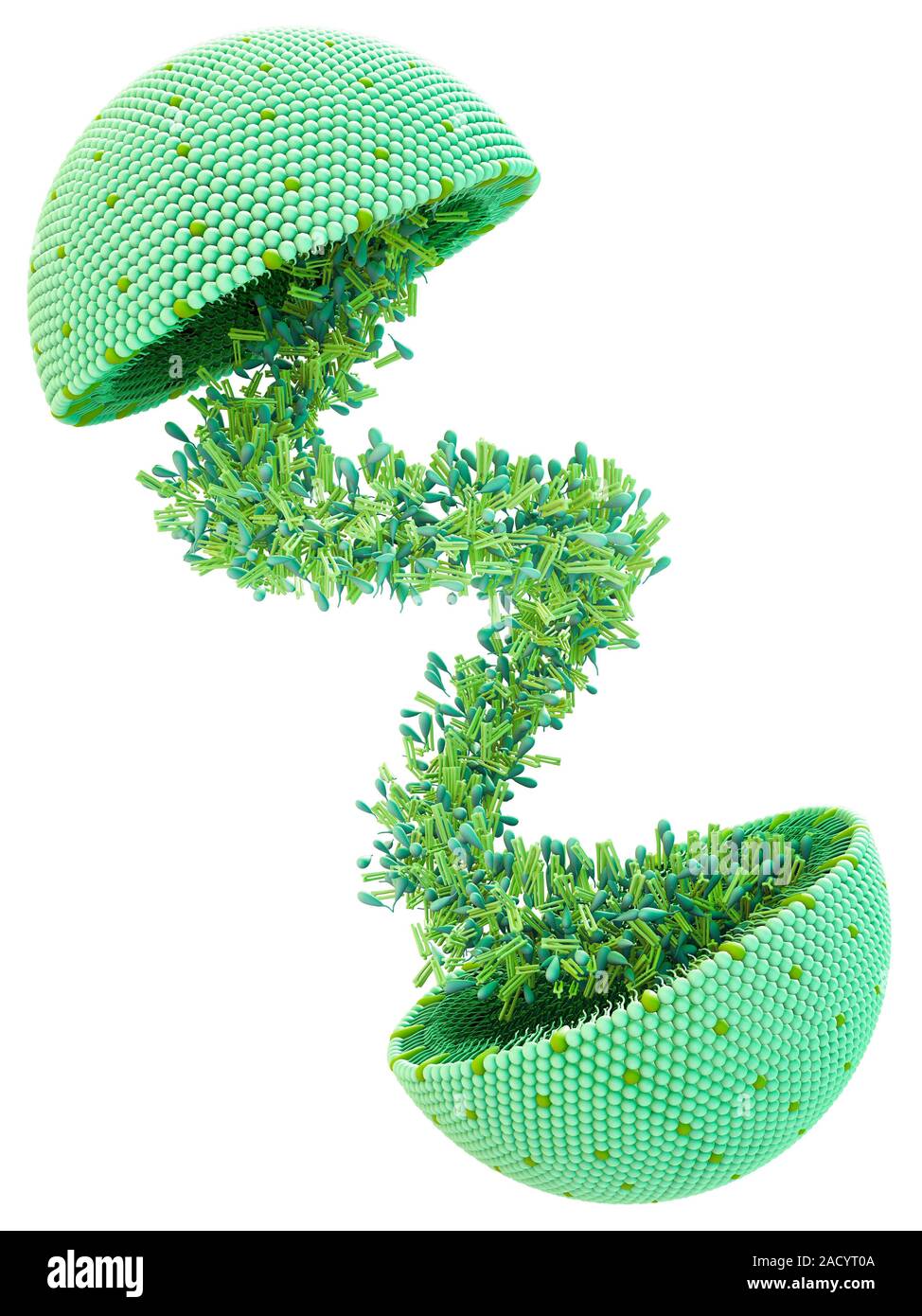 Illustration of a lipoprotein, or cholesterol, molecule. It consists of ...