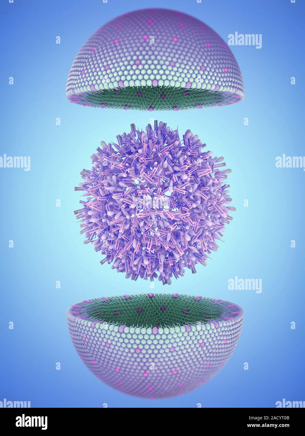 Illustration of a lipoprotein, or cholesterol, molecule. It consists of ...