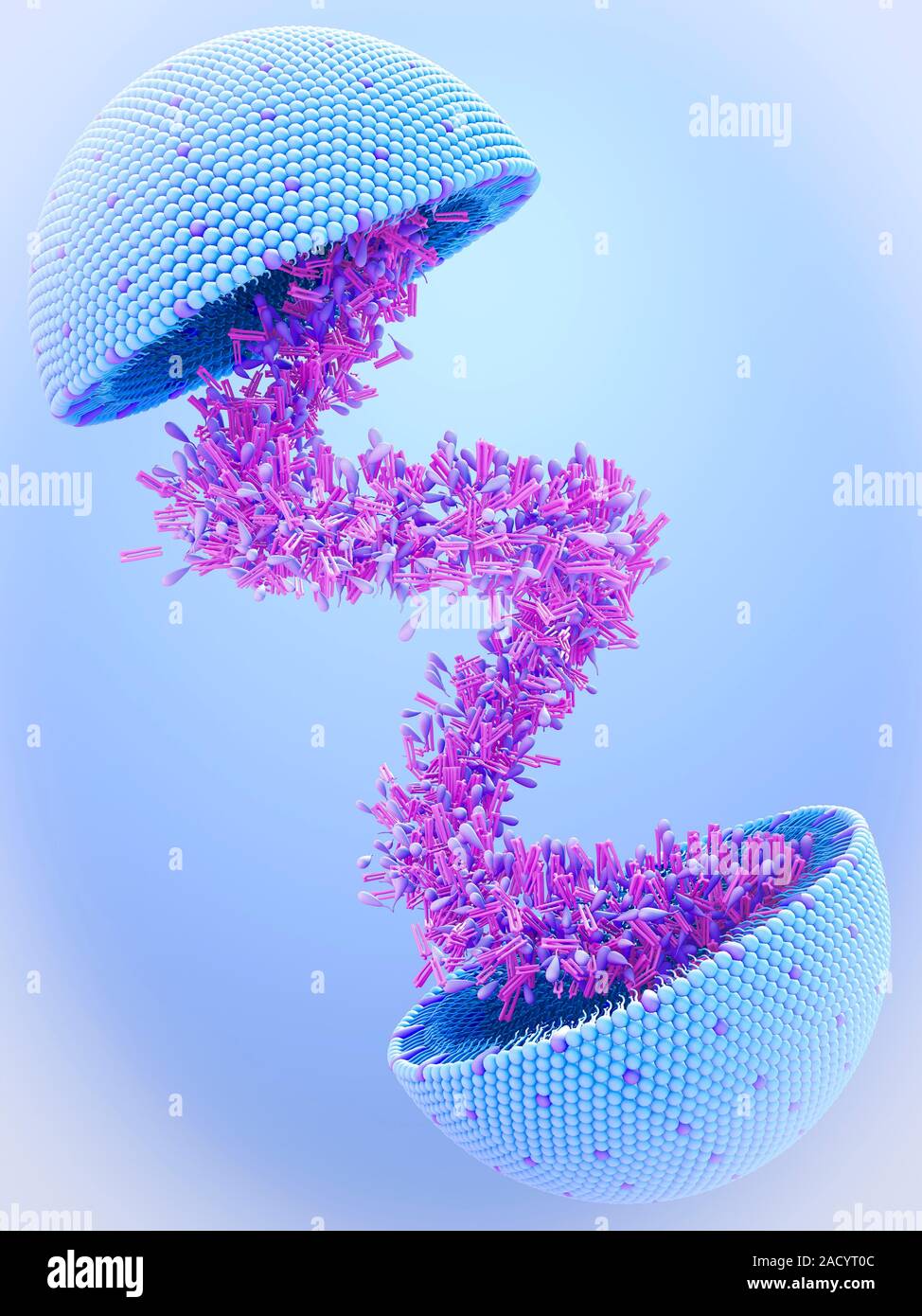 Illustration of a lipoprotein, or cholesterol, molecule. It consists of ...