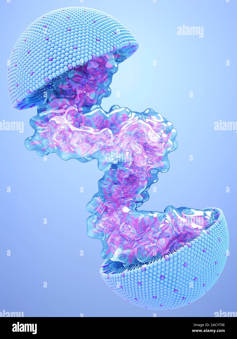 Illustration of a lipoprotein, or cholesterol, molecule. It consists of ...
