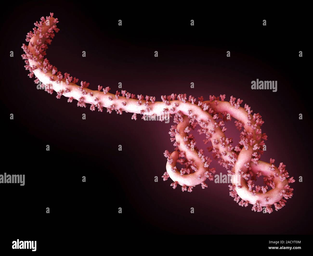Computer illustration of an ebola virus particle. Seen on the viral ...