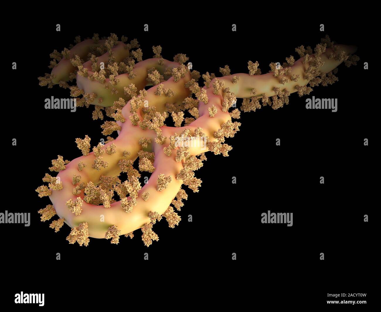 Computer illustration of an ebola virus particle. Seen on the viral ...