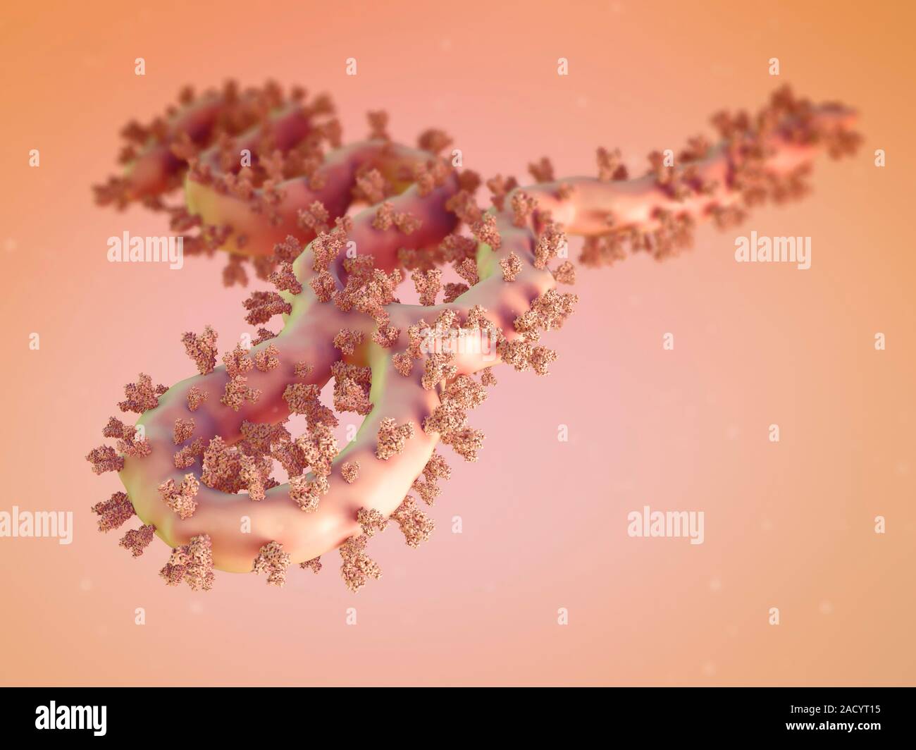 Computer illustration of an ebola virus particle. Seen on the viral ...