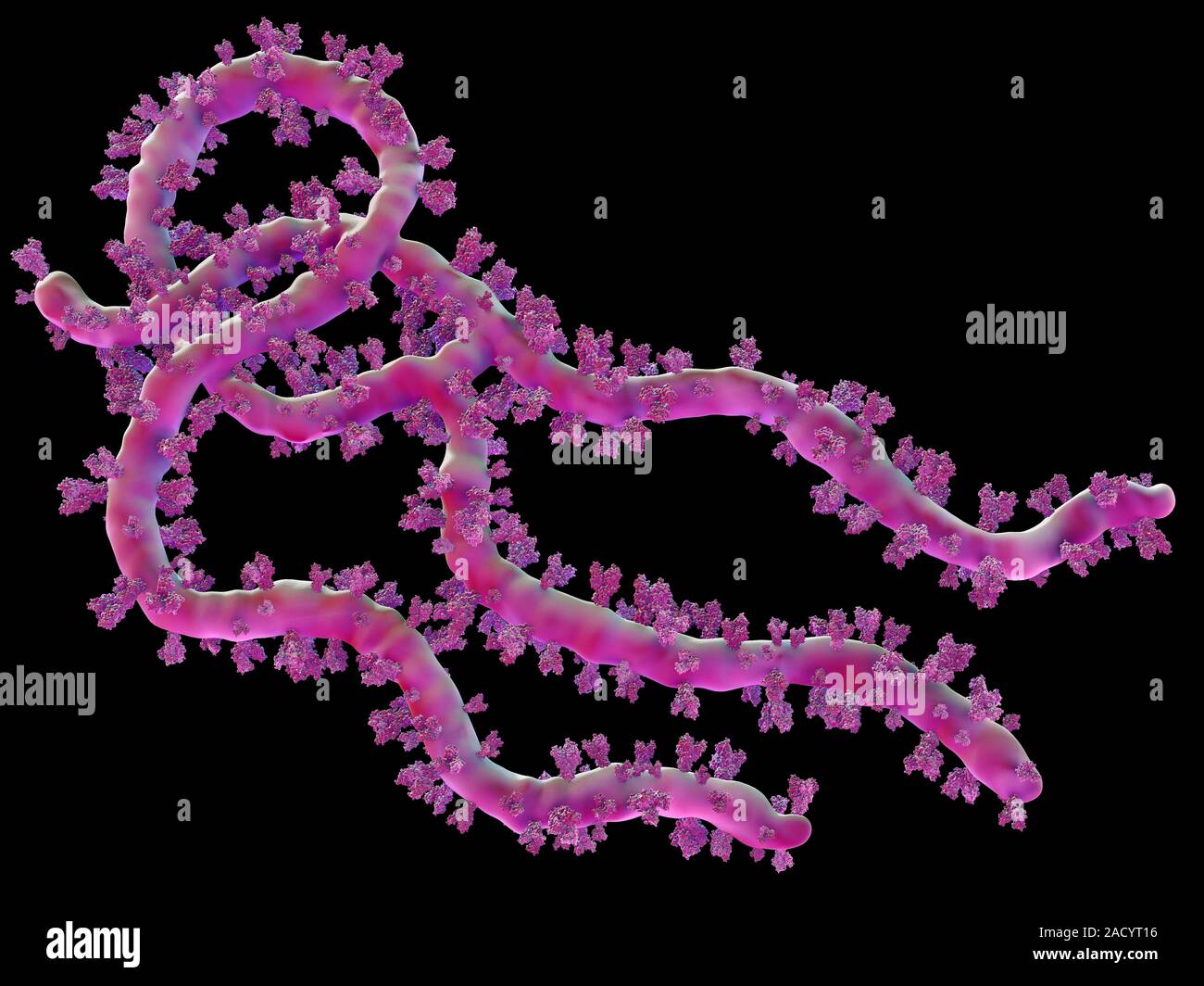 Computer illustration of an ebola virus particle. Seen on the viral ...
