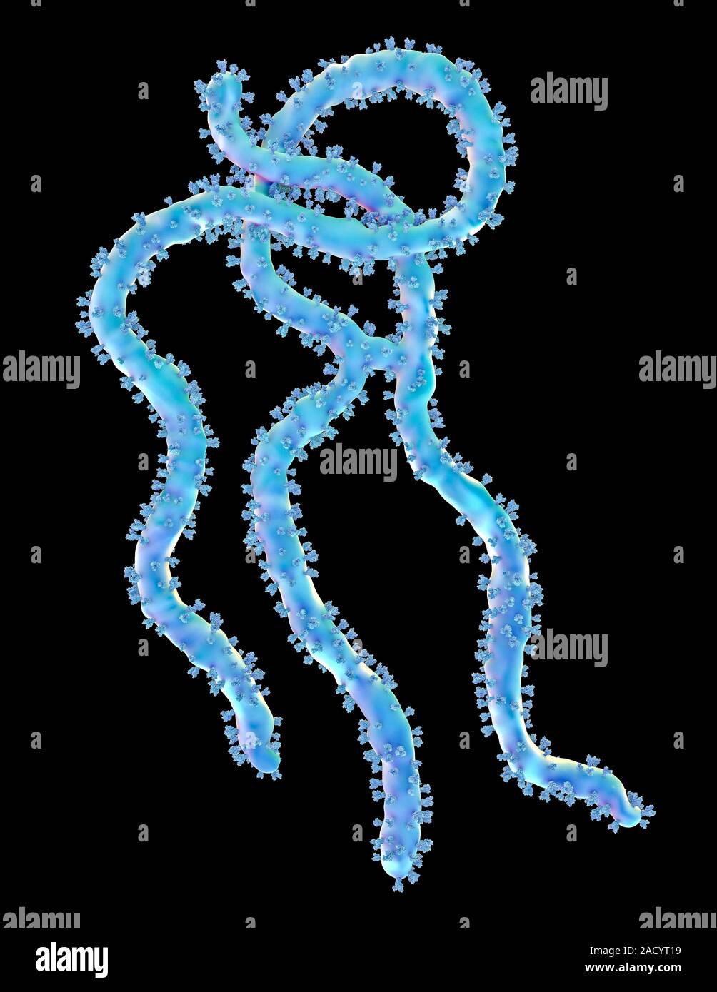 Computer illustration of an ebola virus particle. Seen on the viral ...