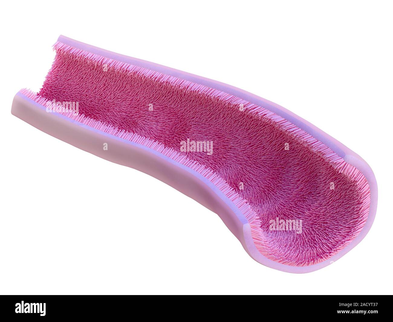 Intestinal lining, illustration. The interior of the intestine is lined ...