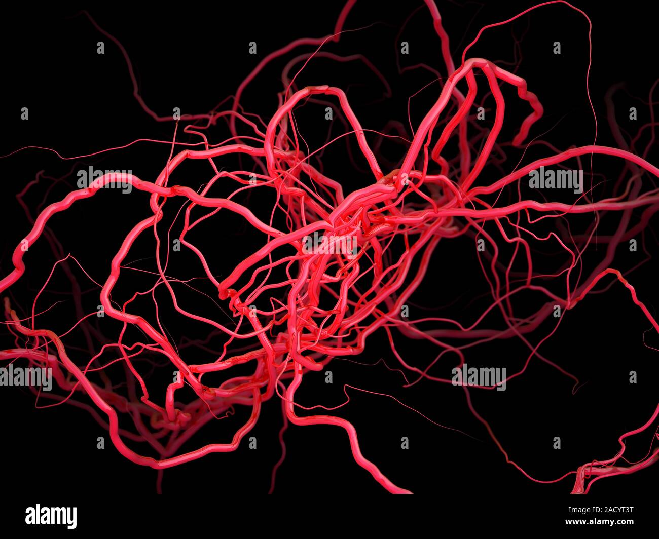 Arteries, illustration. Arteries are blood vessels that carry ...
