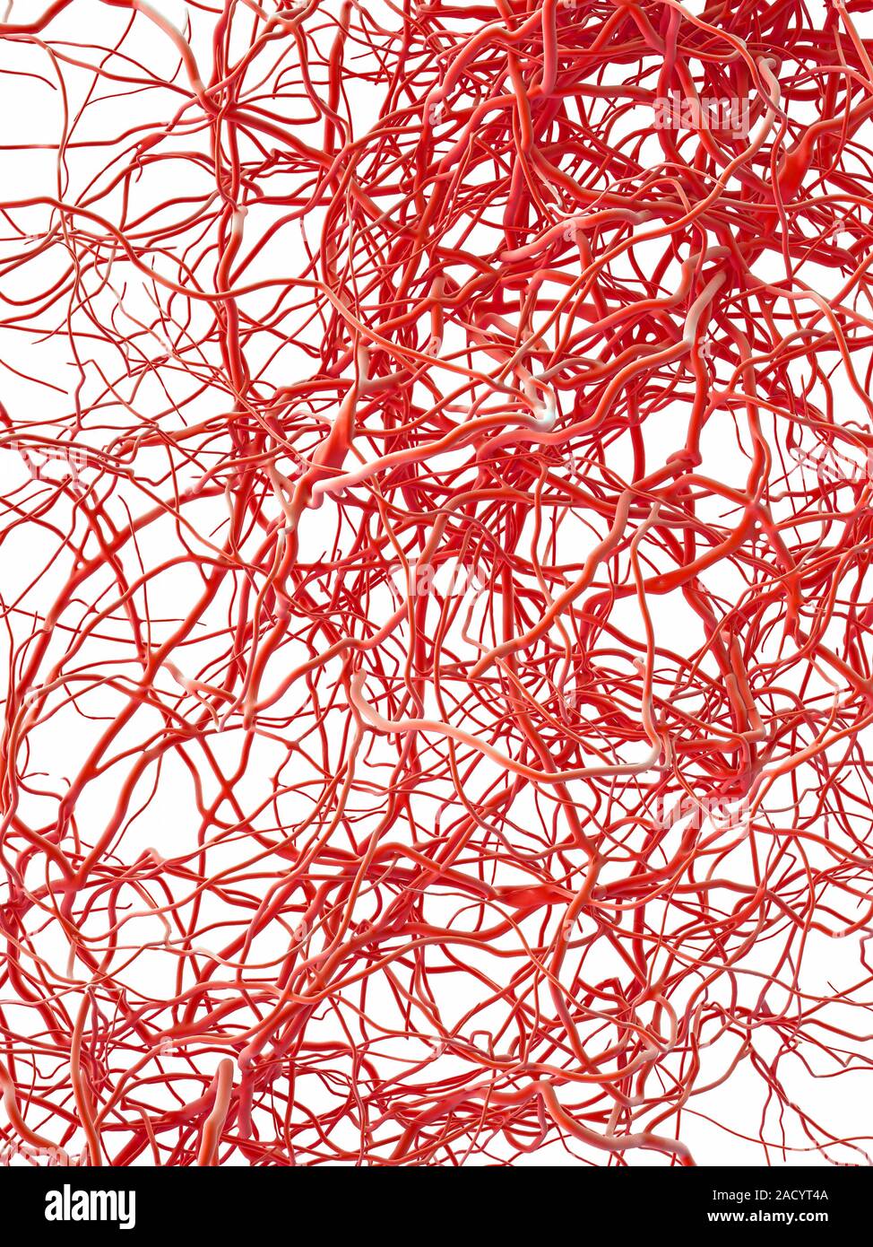 Arteries, illustration. Arteries are blood vessels that carry ...