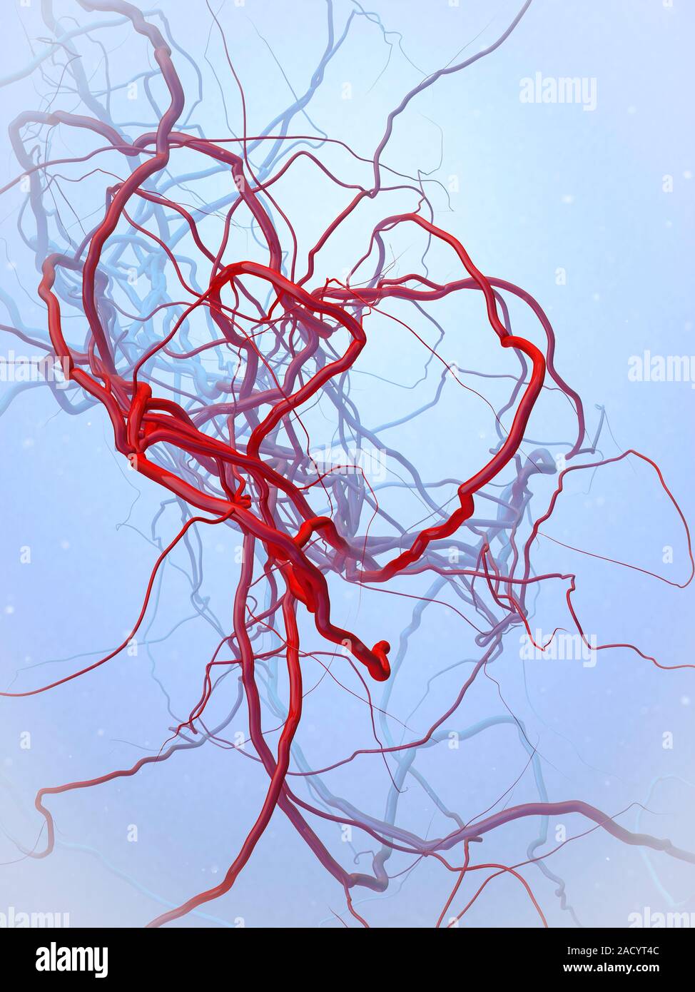 Arteries, illustration. Arteries are blood vessels that carry ...