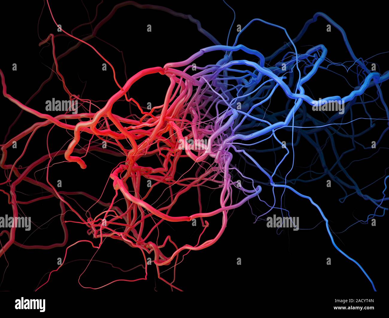 Blood vessels, illustration. Arteries (red) carry oxygenated blood from ...