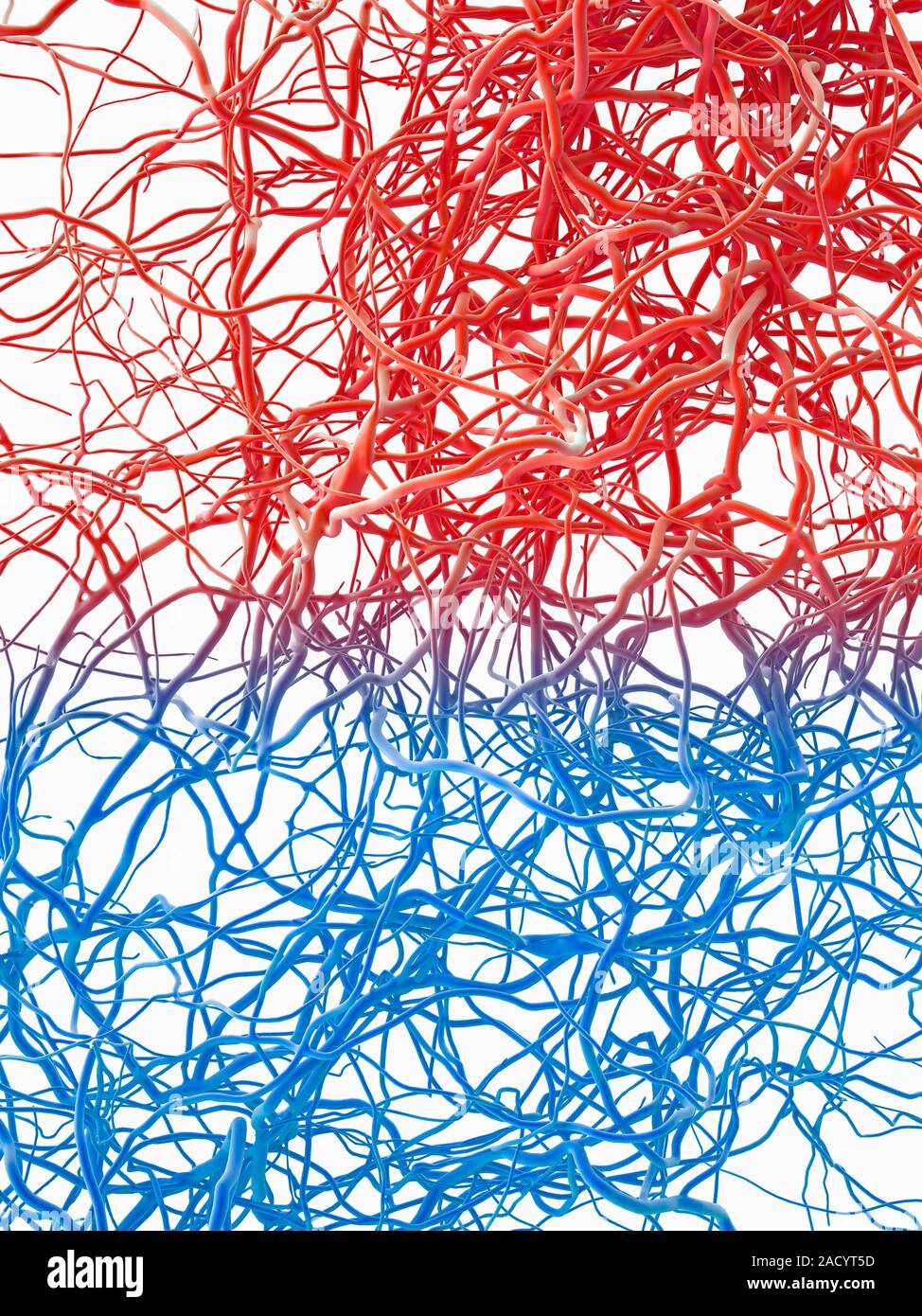 Blood vessels, illustration. Arteries (red) carry oxygenated blood from ...