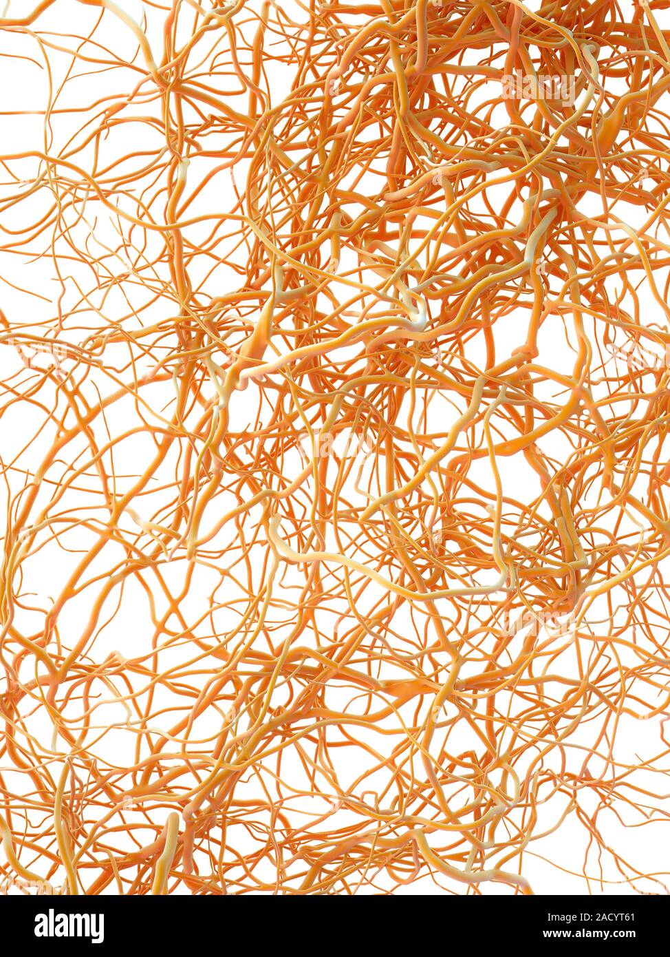 Illustration of the fibrin protein mesh (yellow) component of a blood ...