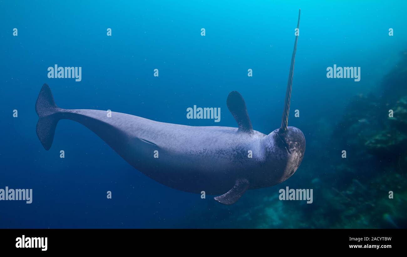 Narwhal, Monodon monoceros swimming in the ocean Stock Photo - Alamy