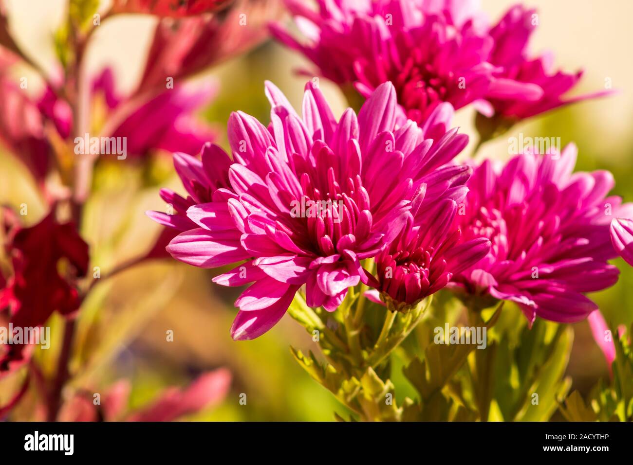 Color frenzy hi-res stock photography and images - Alamy