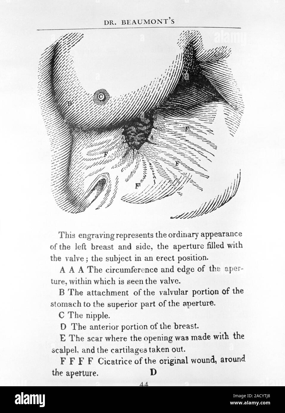 Stomach digestion research. 19th-century diagram and text illustrating ...