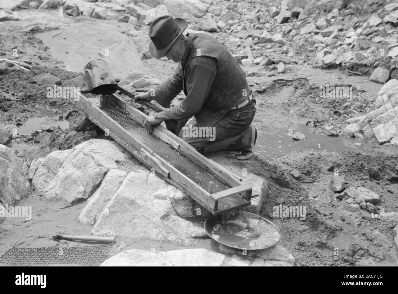 Gold panning. US prospector pouring dirt through a sluice box to try ...